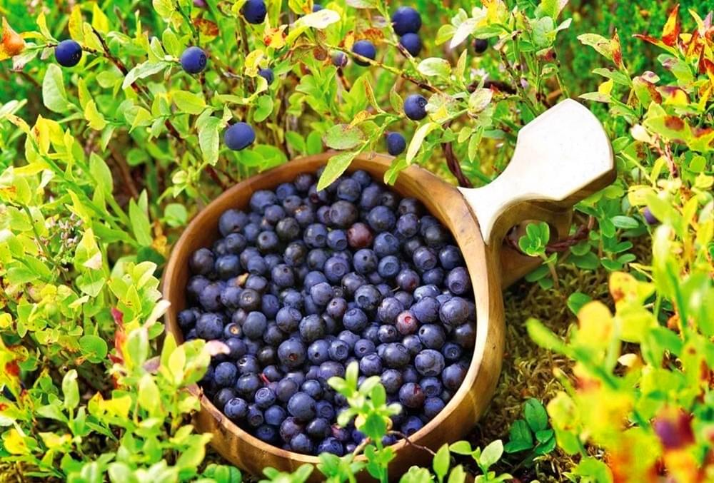 European Bilberry Extract Powder Supplier For Dietary Supplement