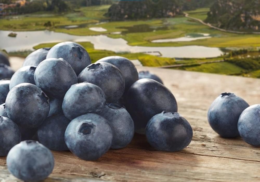 Wholesale Organic Freeze Dried Blueberry Powder Pure Natural